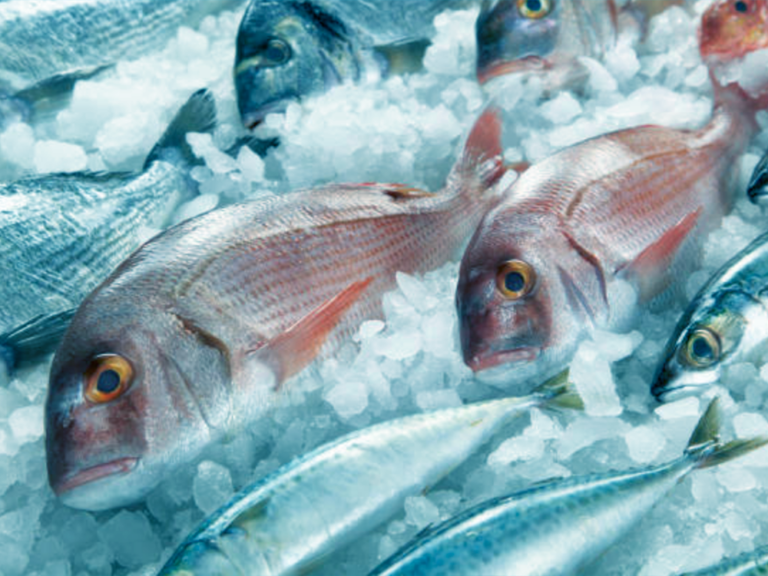 Flake, grain, and flake ice machines - FACTORY DIRECT PRICE - Odimer